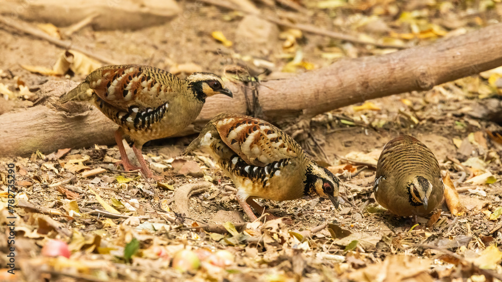 The Bar-backed Partridge (Arborophila brunneopectus) is a small bird ...