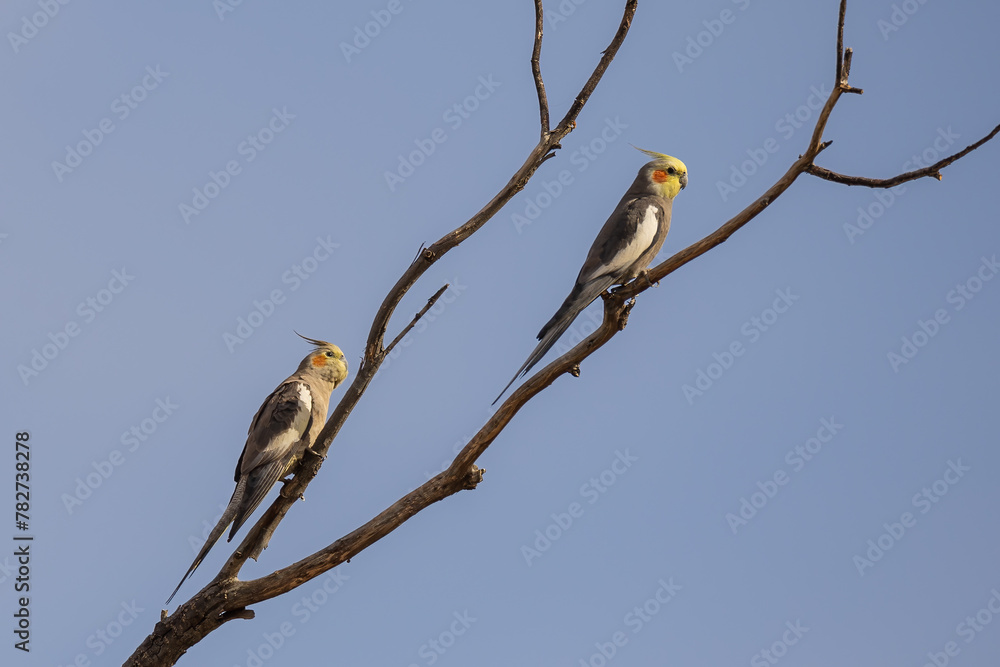 The Cockatiel (Nymphicus hollandicus) is a small parrot characterized ...