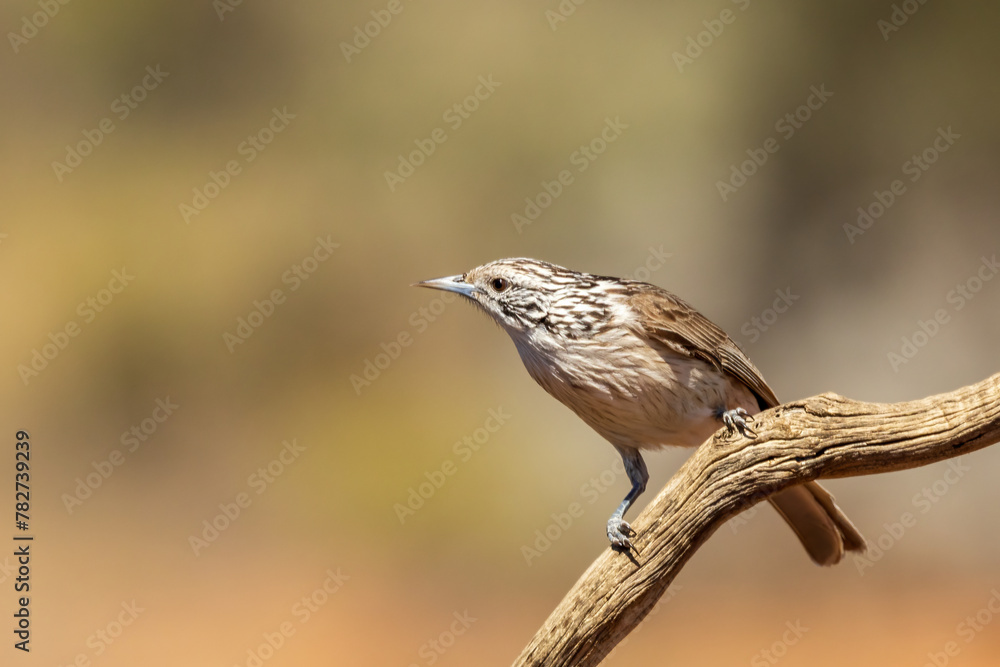 The Striped Honeyeater (Plectorhyncha lanceolata) is a small bird with ...