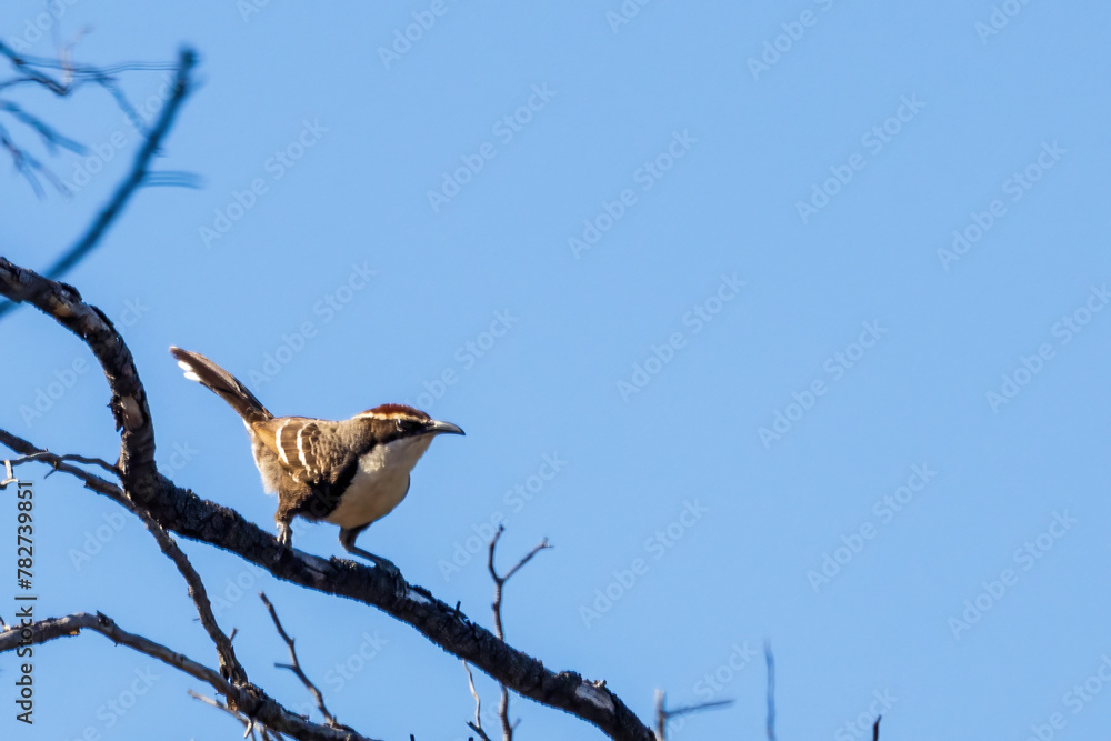 The Chestnut-crowned Babbler (Pomatostomus ruficeps) is a medium-sized ...