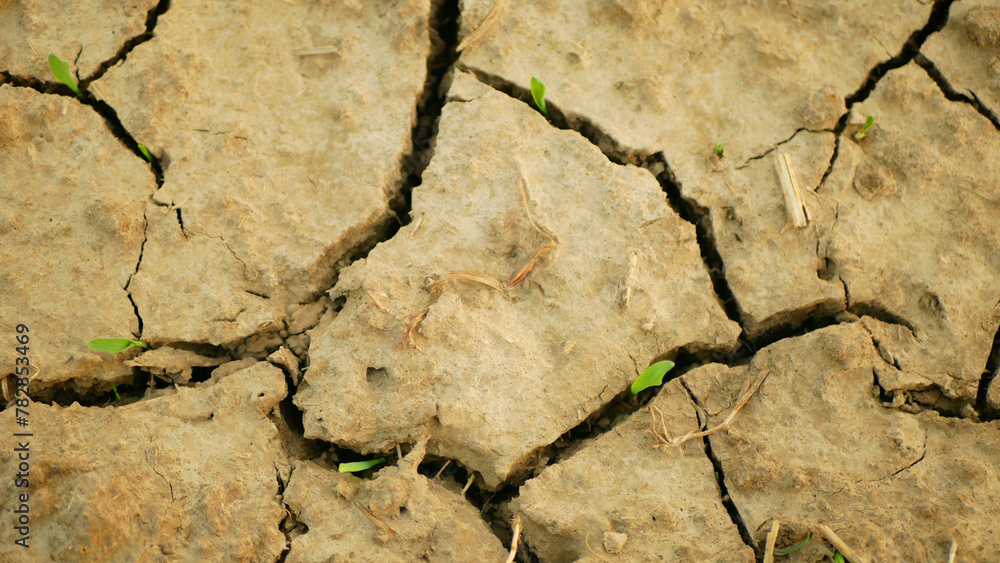 Drought wheat dry field land Triticum aestivum, very drying up the soil ...