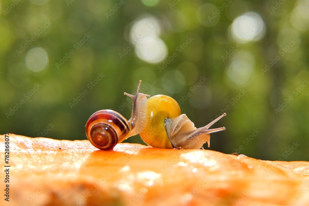 The snail, with its spiral shell and slow pace, roams the earth ...