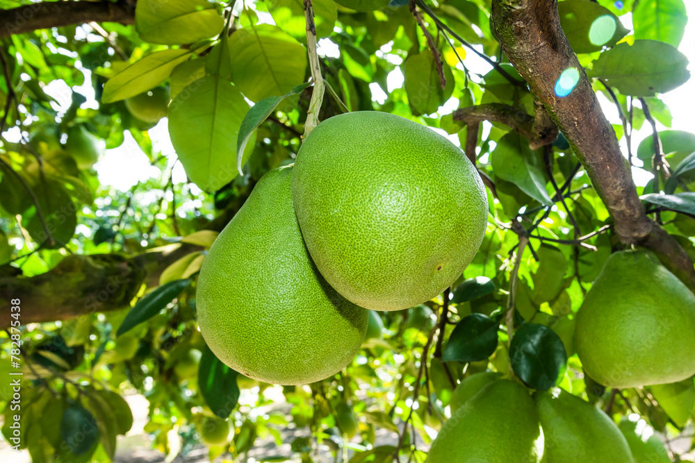 Pomelo fruit or shaddock tree in the garden of agriculture plantation ...