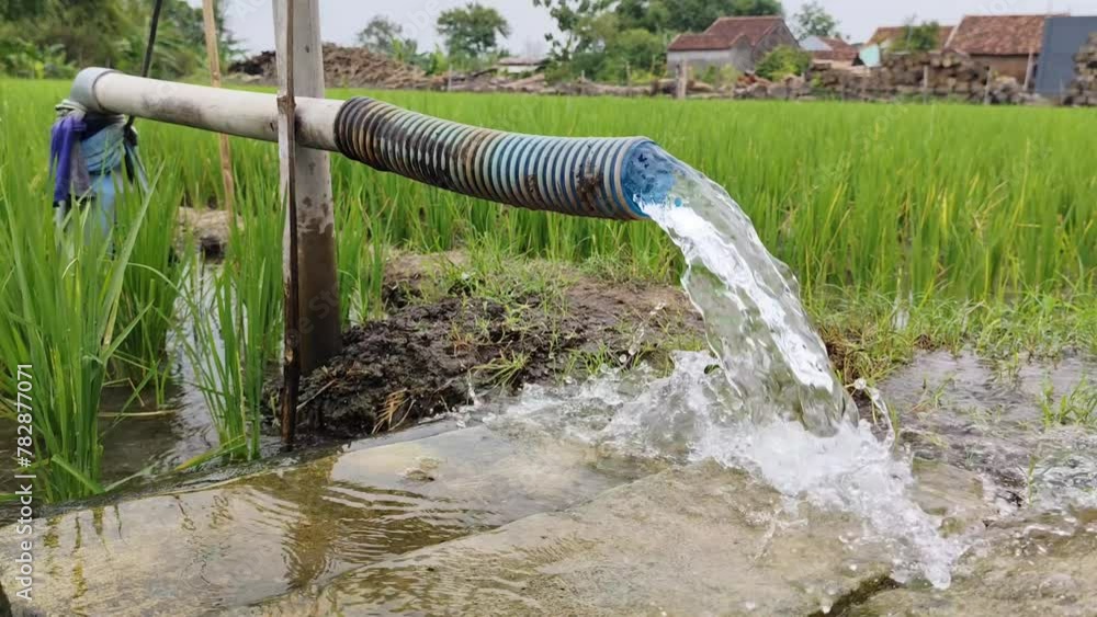 Irrigation of rice fields using pump wells with the technique of ...