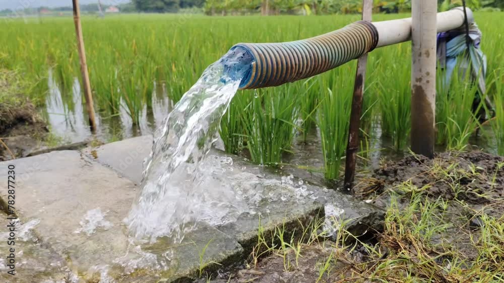 Irrigation of rice fields using pump wells with the technique of ...