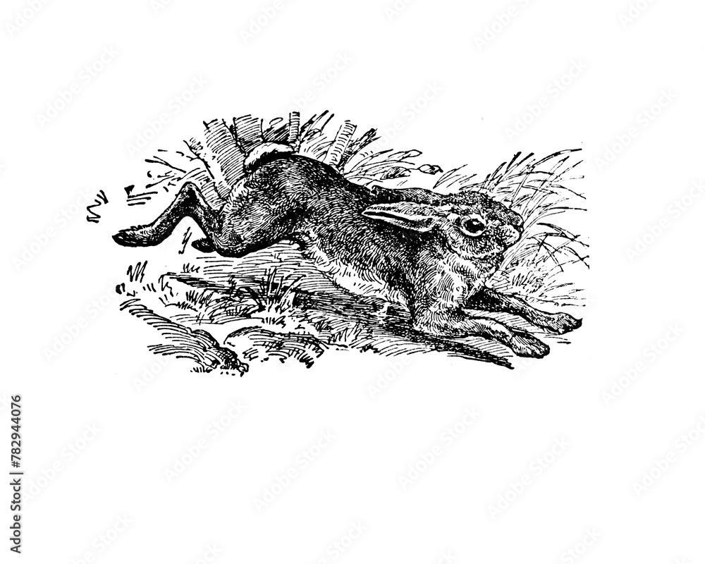 Hare sketch isolated on white. Hand drawn sketch illustration engraving ...