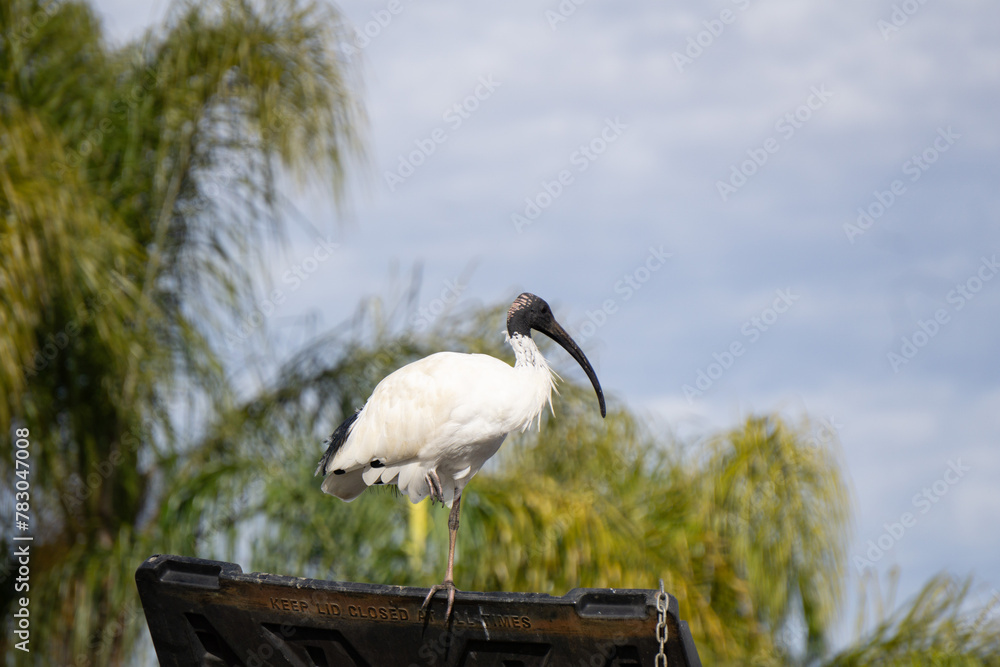 The Australian Bin Chicken the White ibis (Threskiornis molucca) is a ...