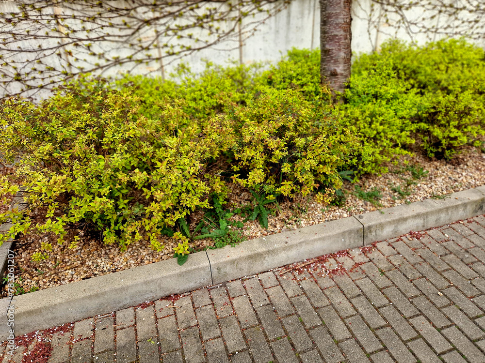 yellow-leafed low bushes in a flowerbed on the street, shaped into a ...