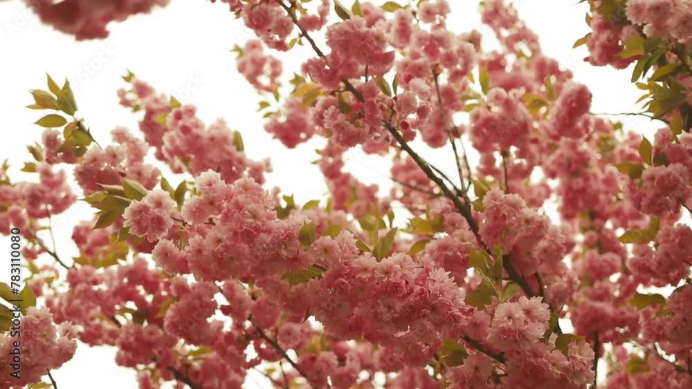 Cherry blossom in spring. Beautiful sakura flower, cherry blossom in ...