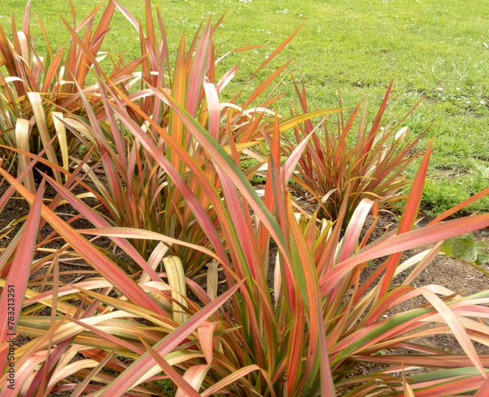 Phormium tenax, New Zealand flax or New Zealand hemp leaves striped ...