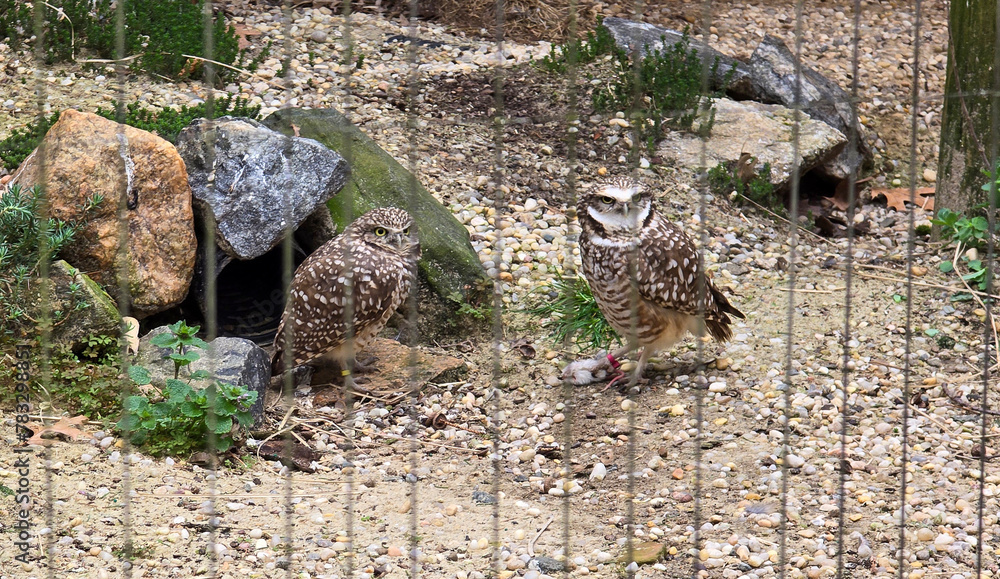 burrowing owl (Athene cunicularia), also called the shoco, is a small ...
