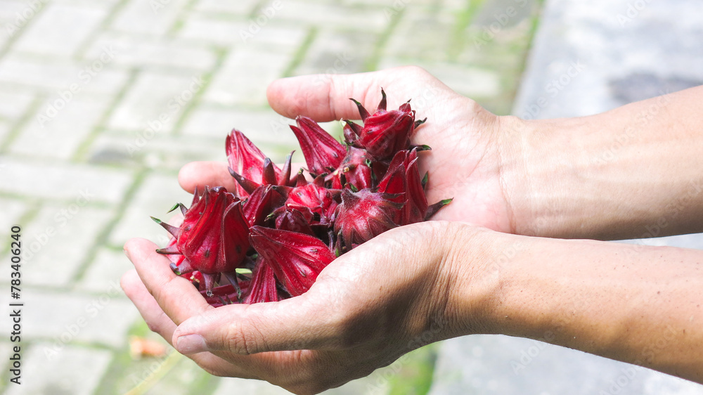 anonymous hand holding fresh raw roselle fruit. also known as Jamaica ...