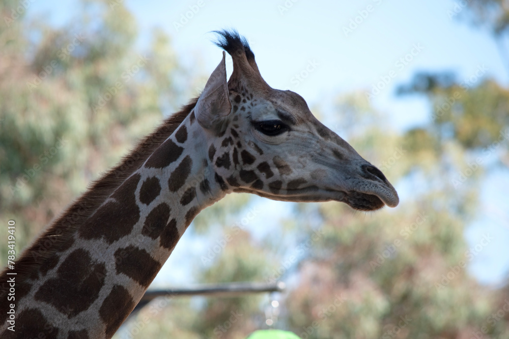 The giraffe is the tallest of all mammals. The giraffe has a short body ...