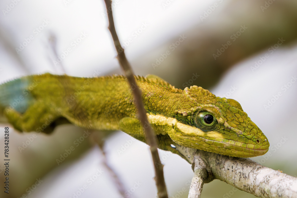 Macro photography of a rare flat Andes anole hunting on an alder twig ...