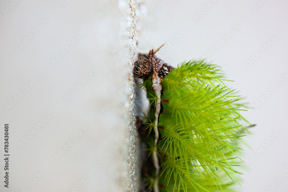 Macro photo of a green fire taturana or "hairy cat", Lonomia Obliqua ...