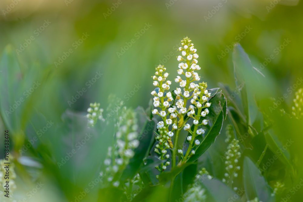 Soft selective focus of white fluffy flowers in the garden, Cherry ...