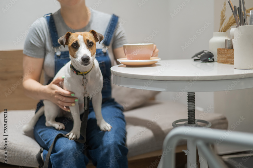 Jack Russell sits on the lap of the hostess in a cafe. Woman drinking ...