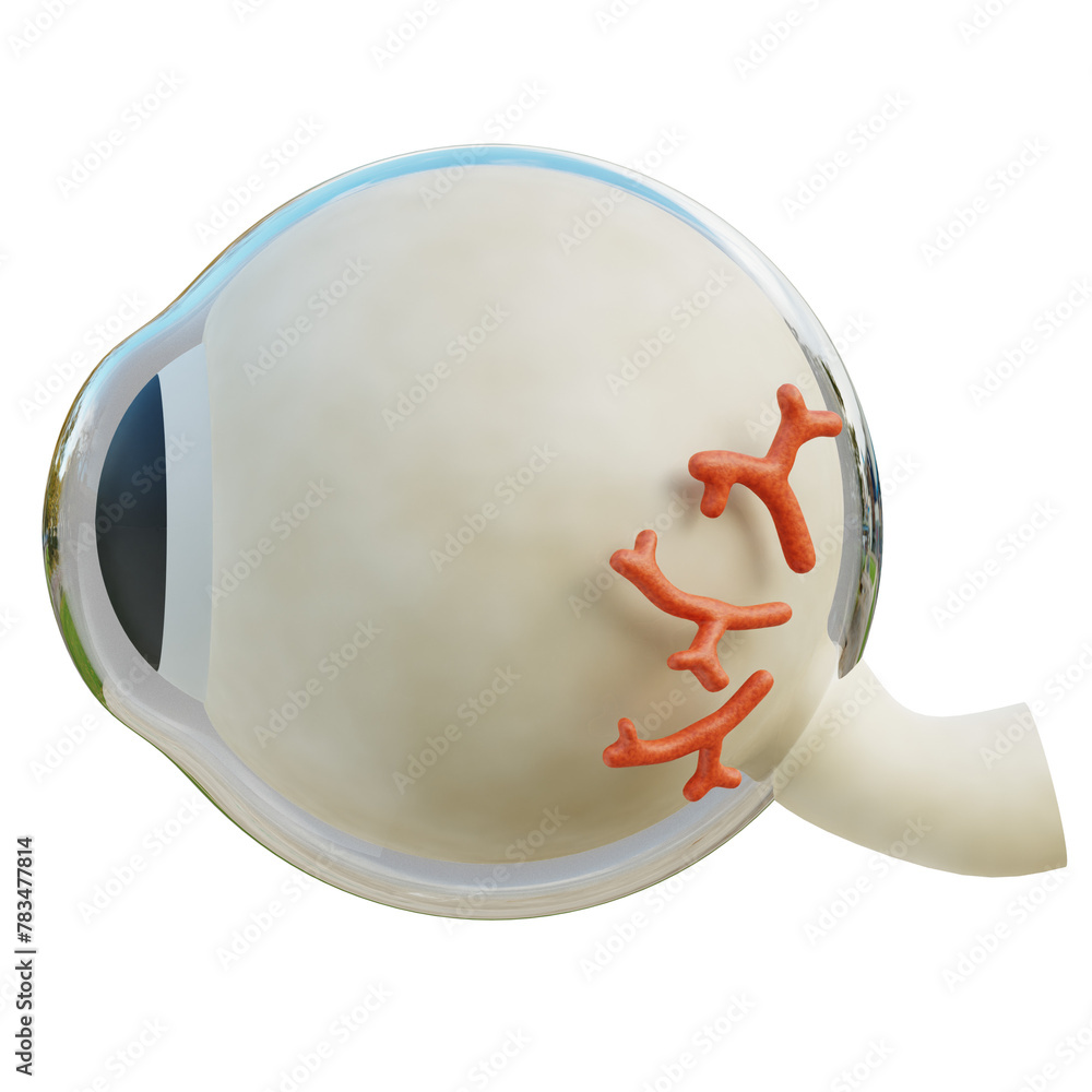 3D Detailed Eyeball Anatomy Stock Illustration | Adobe Stock