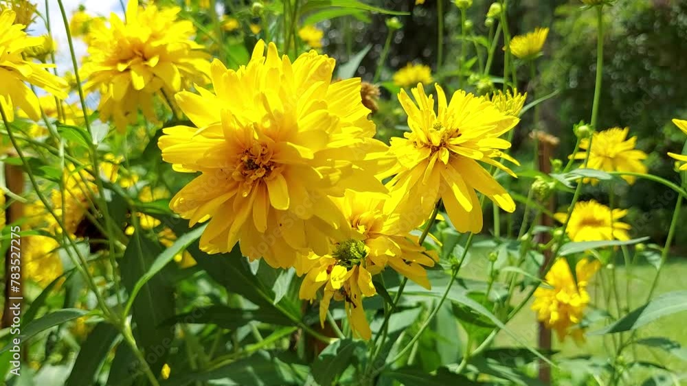 Rudbeckia Laciniata, cutleaf coneflower . Robust herbaceous perennial ...