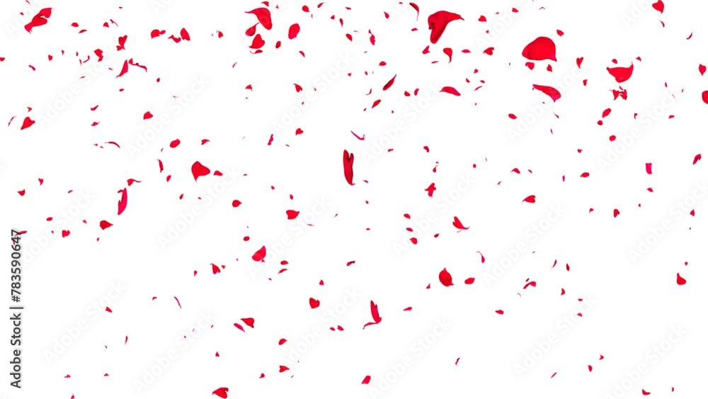 red rose petals confetti splashed seamless loop floating and scattering ...