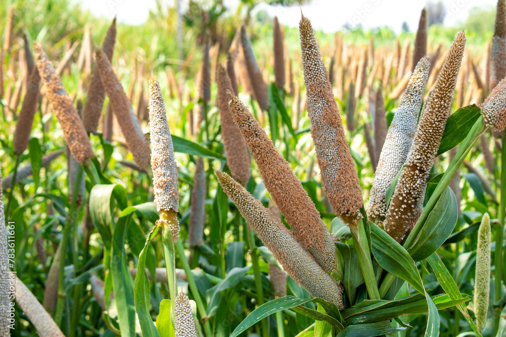 Millet field in India, millet plants and seed in farm, Bajra (pearl ...