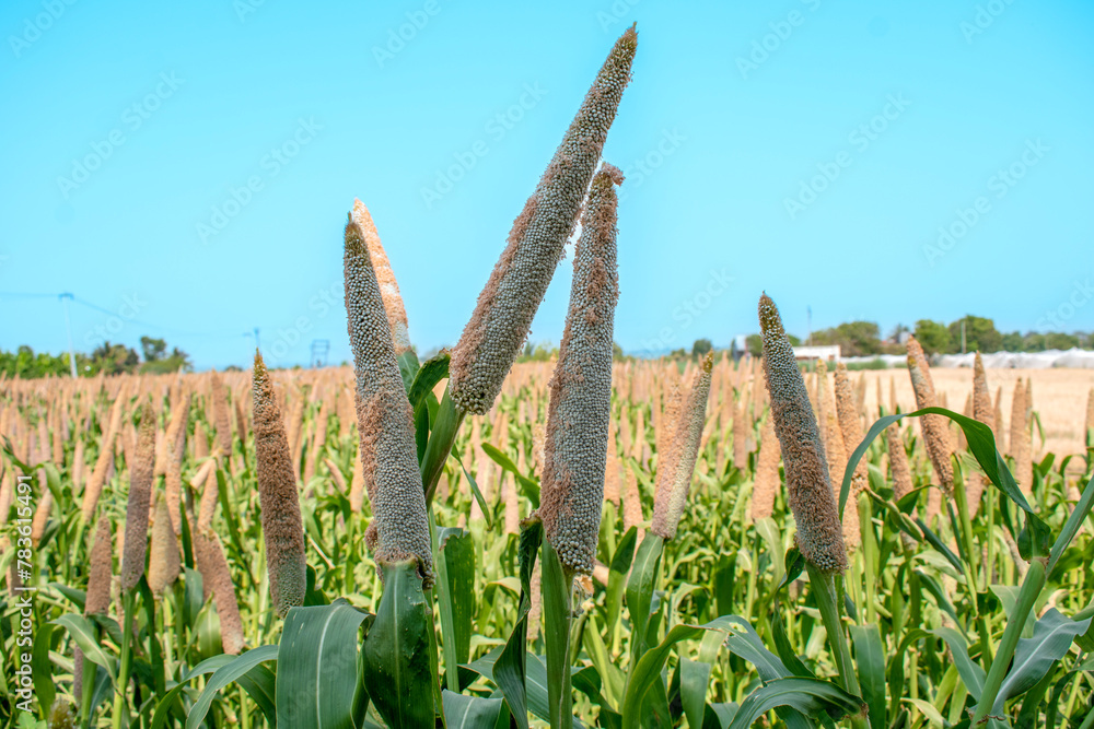 Millet field in India, millet plants and seed in farm, Bajra (pearl ...