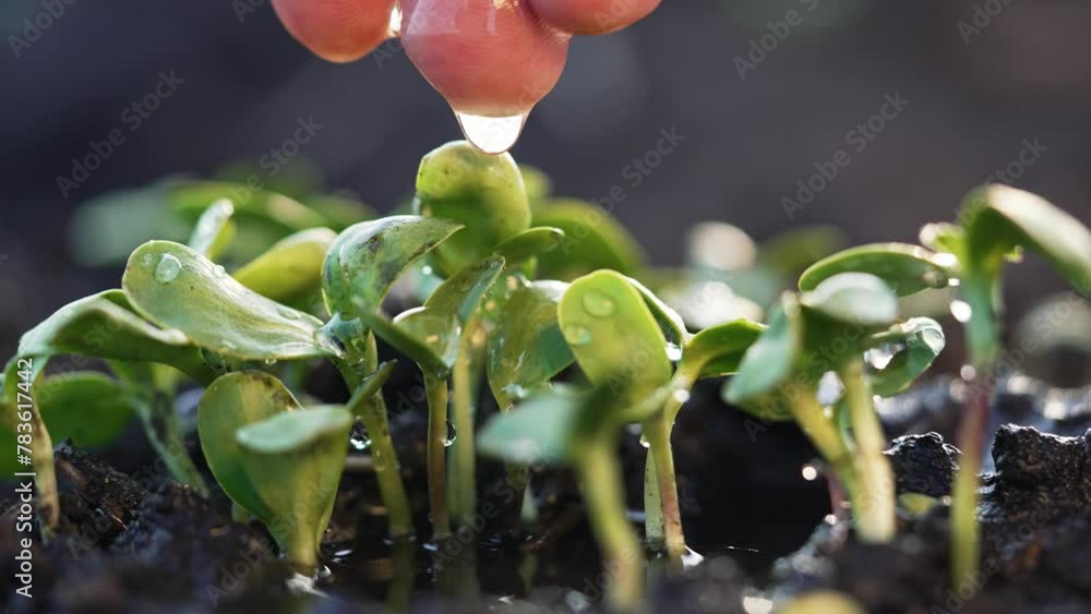 Vidéo Stock Drops of water from hand drip onto green sprout in soil ...