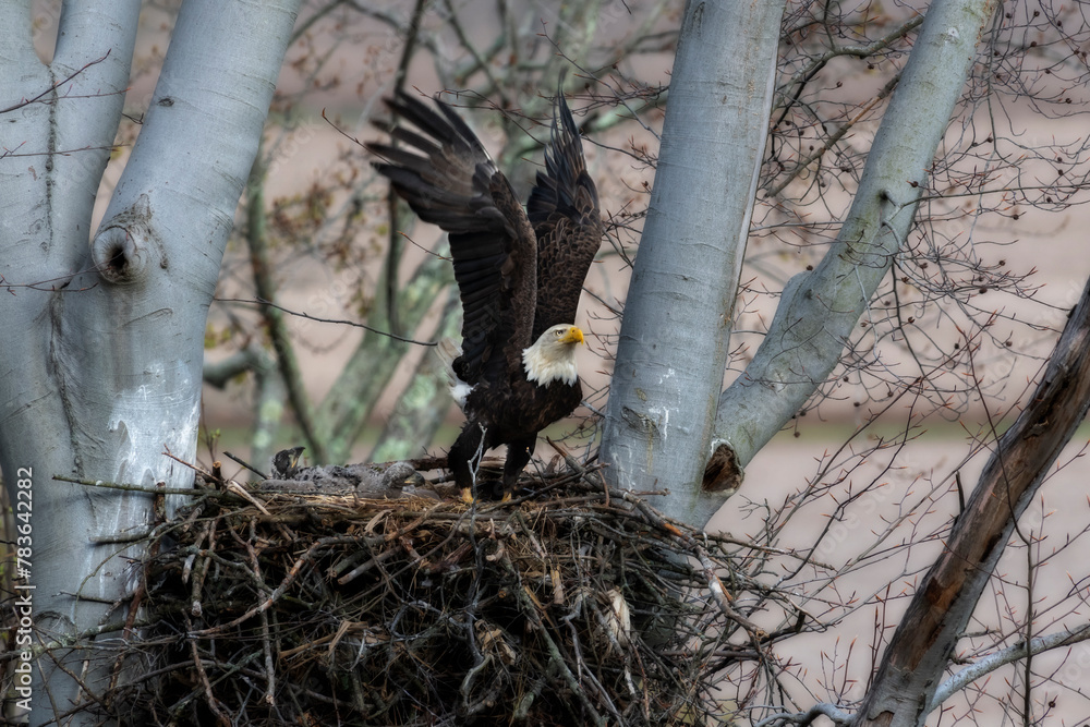 Bald eagle flying off from its nest in a tree to get food for eaglets ...