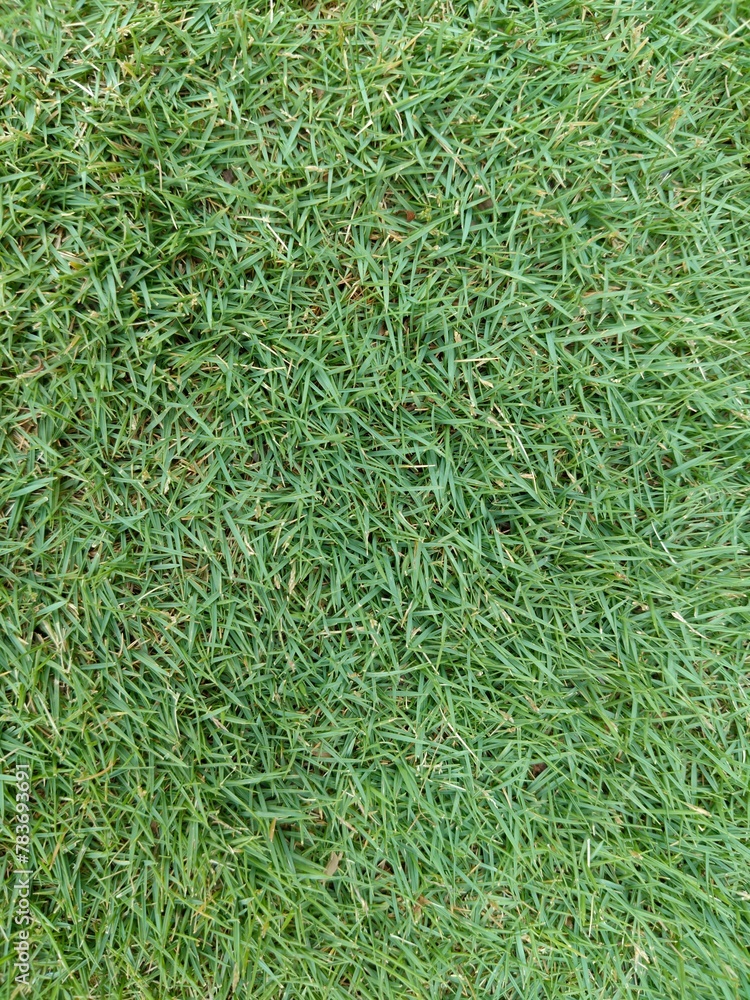 Green grass texture background, grass garden, green backdrop, lawn ...