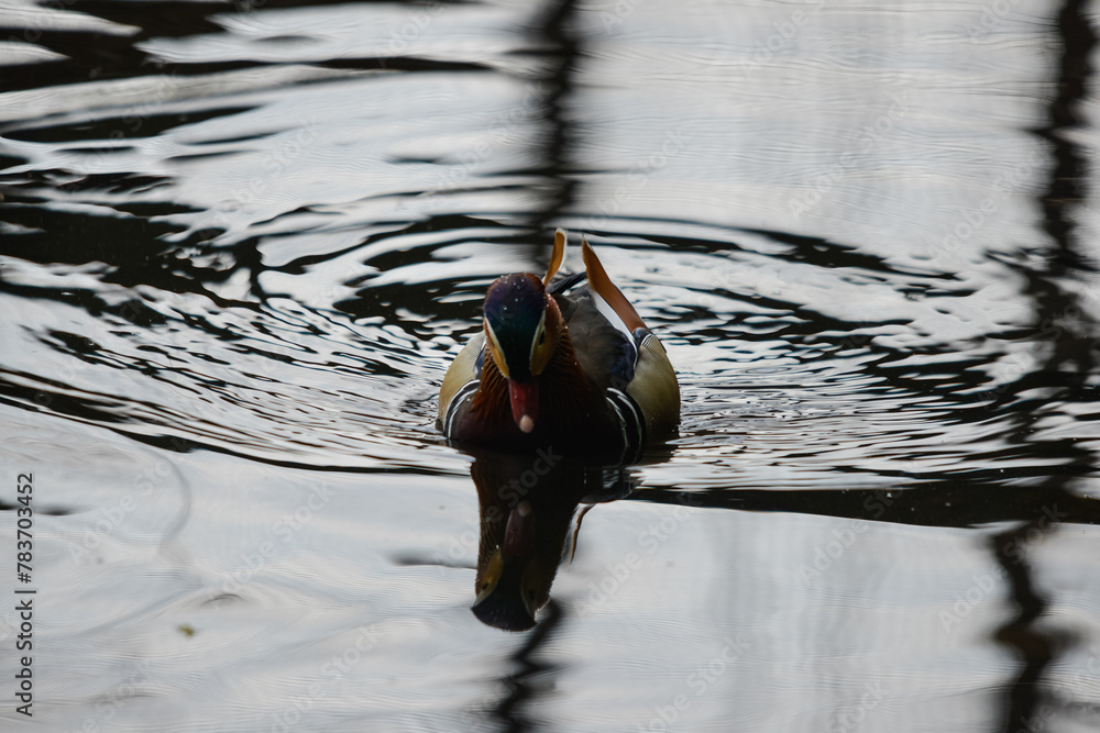 Eine Ente schwimmt in einem See, ein Vogel in seiner Natur, Ein Tier im ...