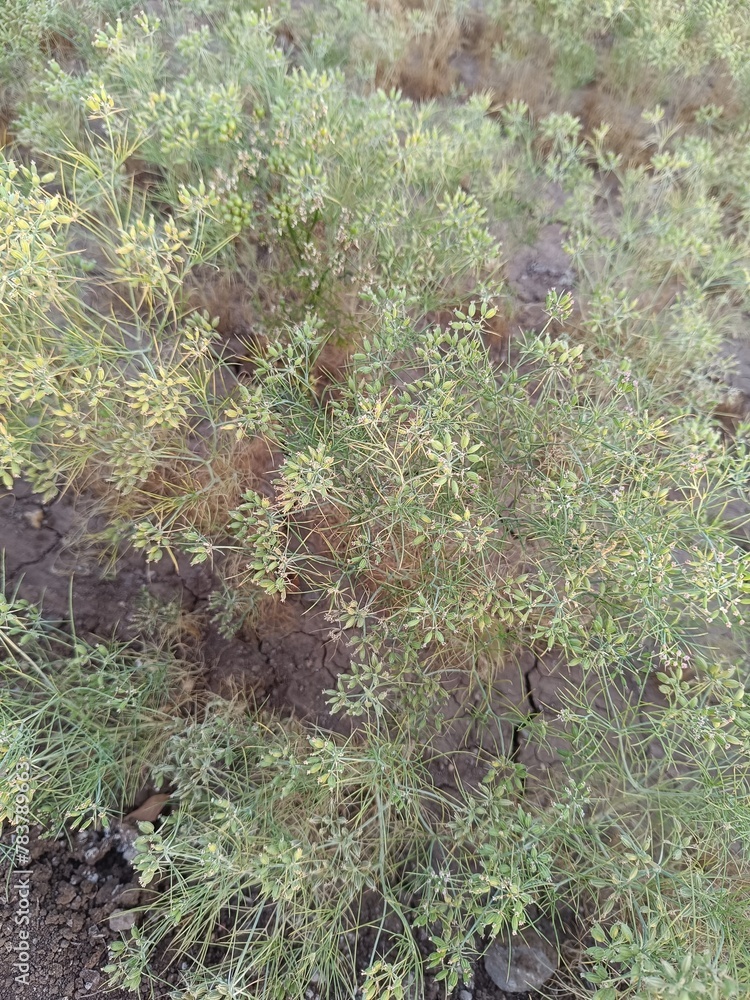 Caraway (Carum carvi) plant and seeds, fresh plant of ripe cumin on ...