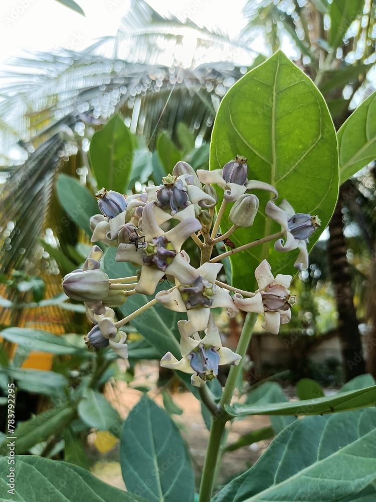 Calotropis gigantea, the crown flower, is a species of Calotropis ...