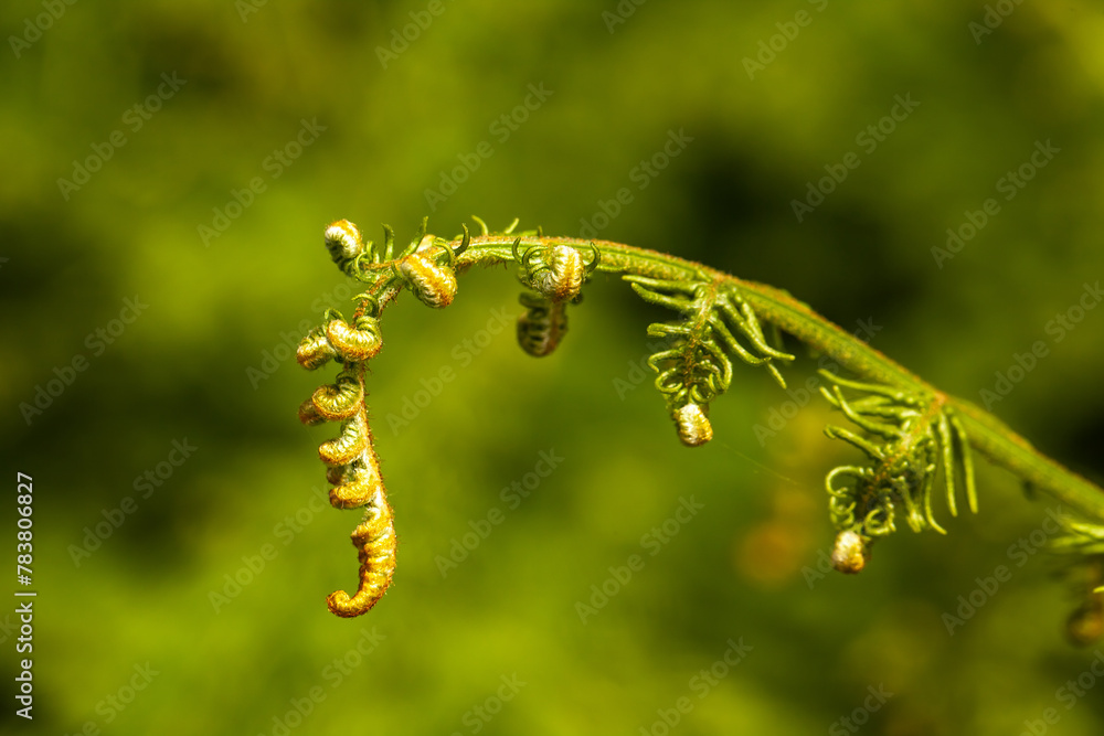 unrolling of newly formed fern frond (on green background) - circinate ...