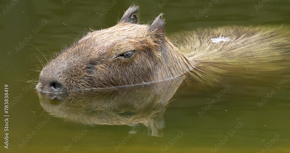 Vidéo Stock The capybara, Hydrochoerus hydrochaeris is the largest ...