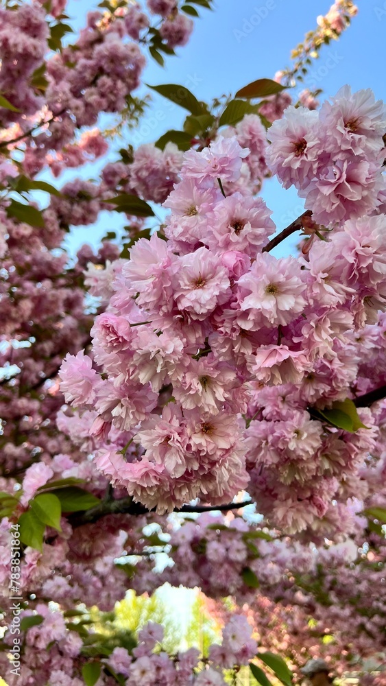 branches of blooming sakura close-up, sakura flowers close-up, pink ...