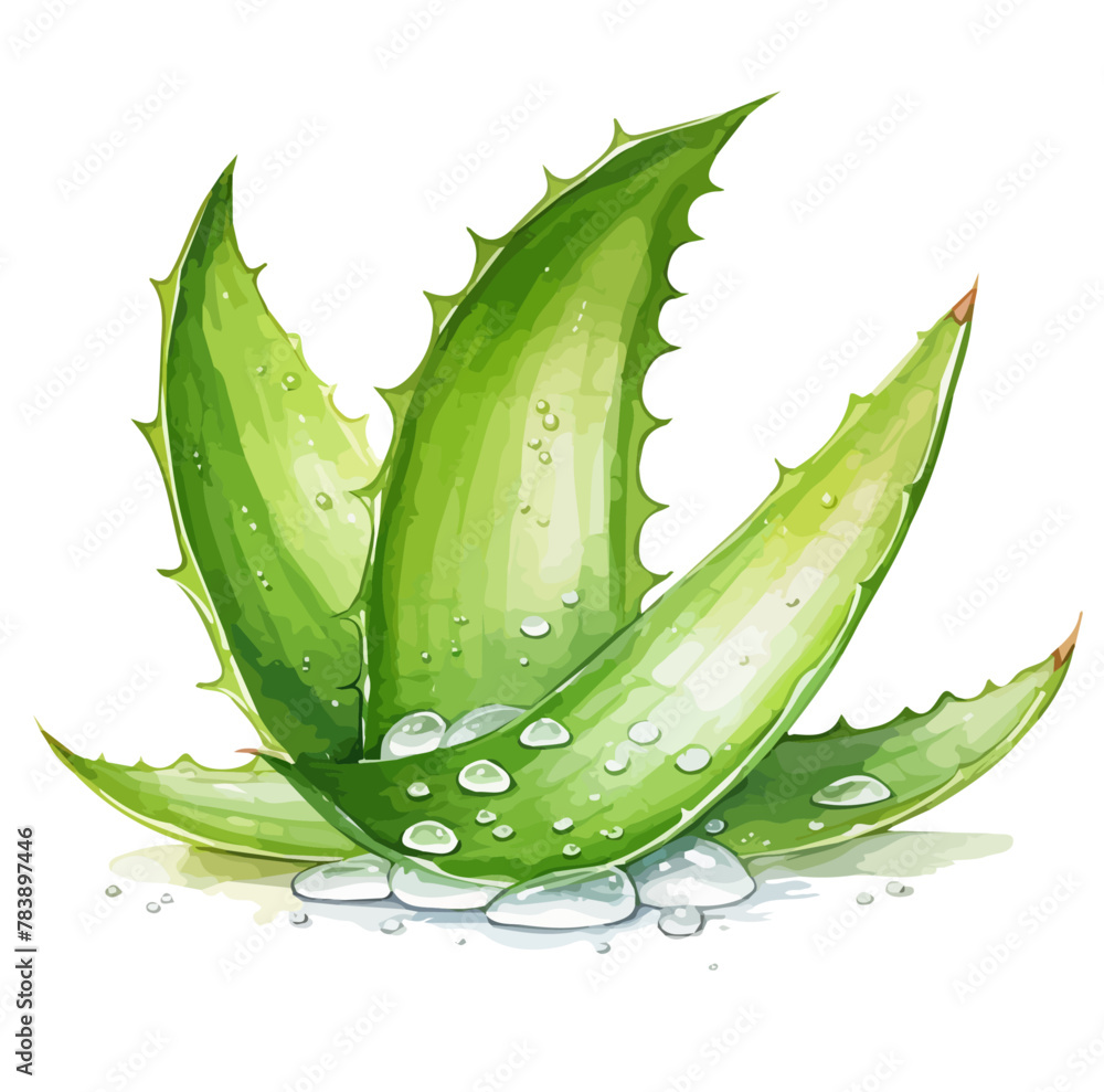Watercolor vector of a Aloe vera plant, isolated on a white background ...