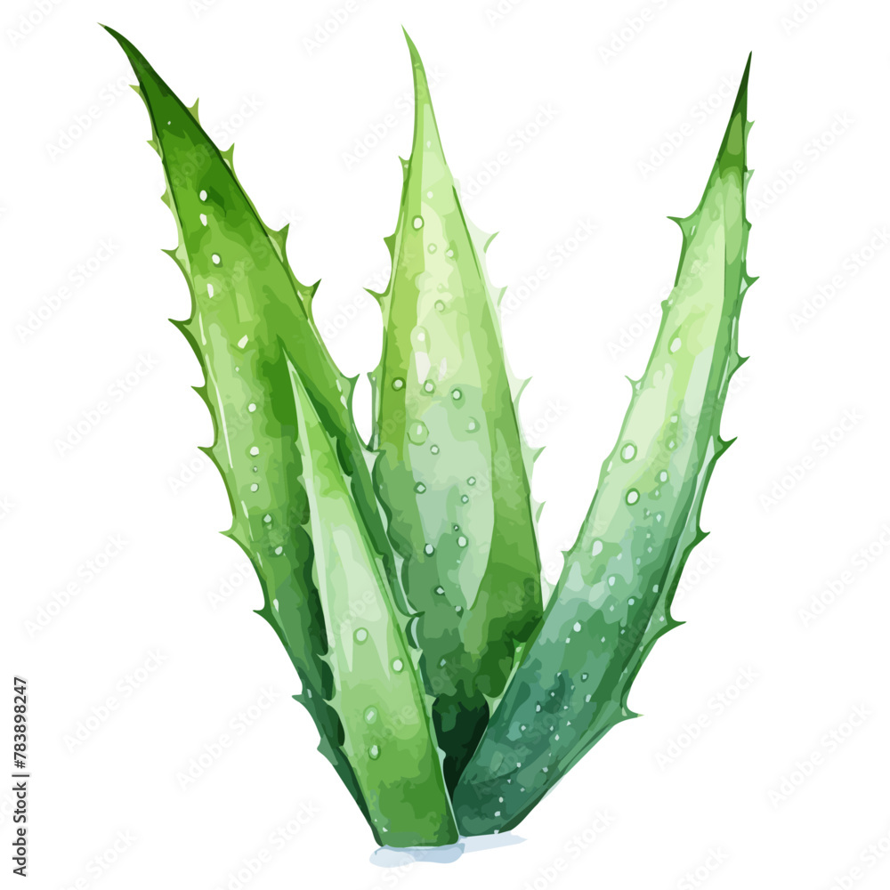 Watercolor drawing clipart of a Aloe vera with leaves, isolated on a ...