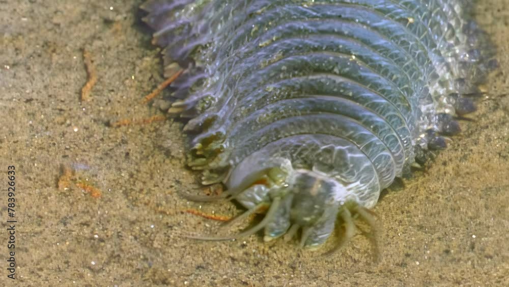 Underwater sea worm Nereis virens on sandy seabed in clear water, close ...