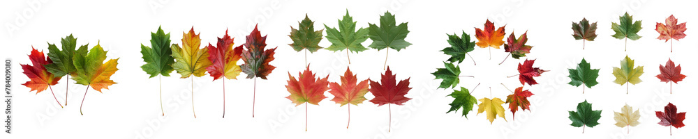 Maple leaf cycle transparent collection set in png no background for ...