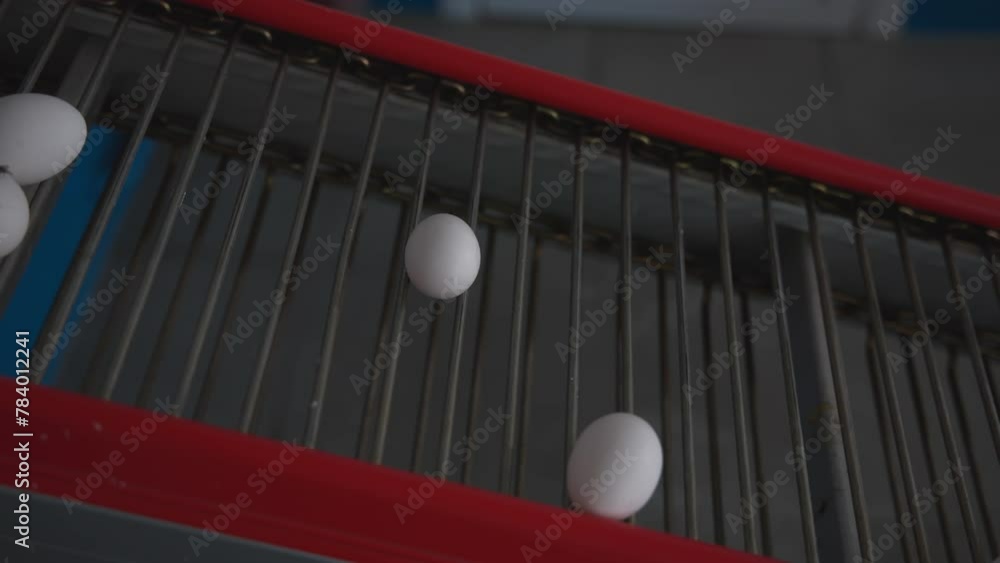 Automated conveyor machine carrying the bird eggs at the chicken layer ...