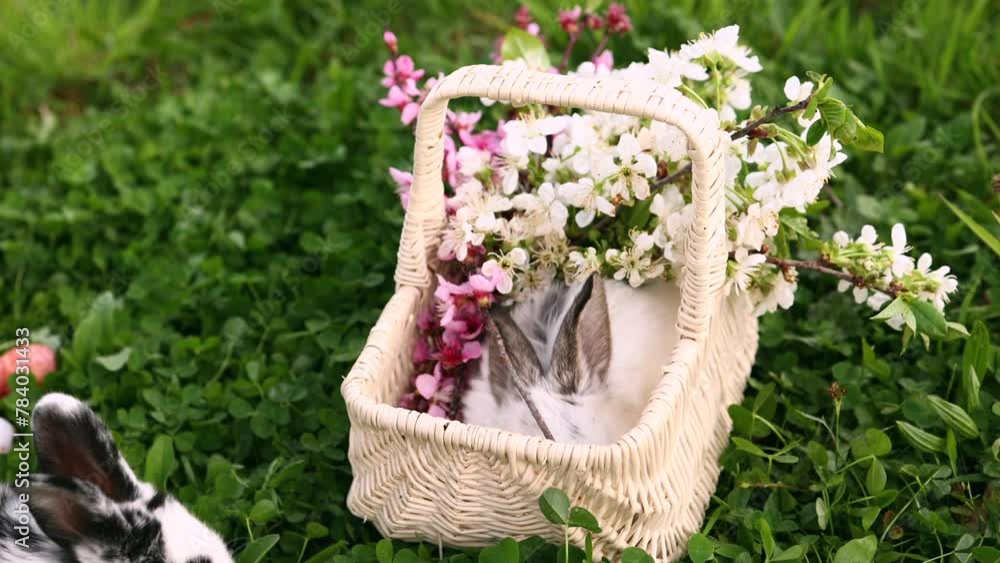 Adorable little Easter bunnies are eating grass and playing in a wicker ...