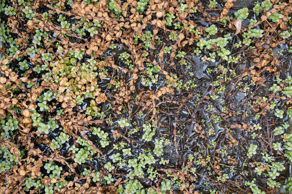 life cycle of a plant; a new life of a dying plant Stock Photo | Adobe ...