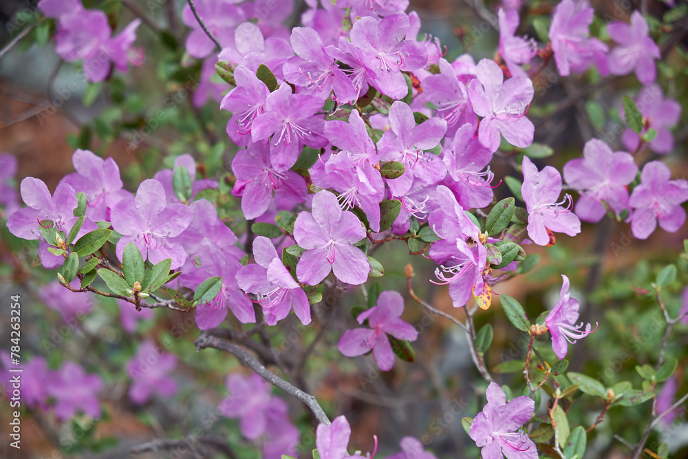 Rhododendron dauricum bushes with flowers (popular names bagulnik ...