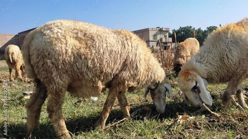 4k Ultra HD footage of sheep. Sheep grazing grass in the sun in pasture ...