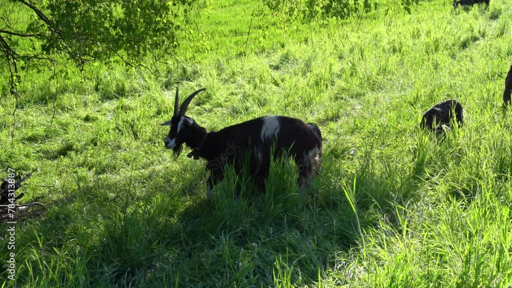 Goat herd with young goats on meadow with young goats drinking milk ...