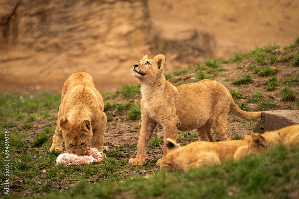 Barbary lion, North Africa, Atlas. This species of lion is already ...