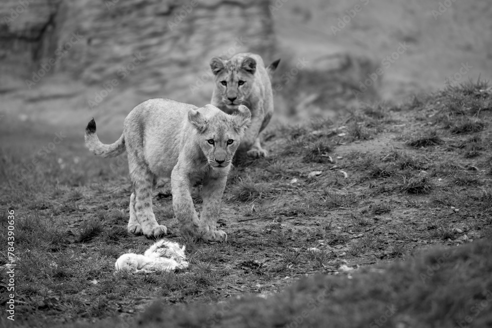 Barbary lion, North Africa, Atlas. This species of lion is already ...