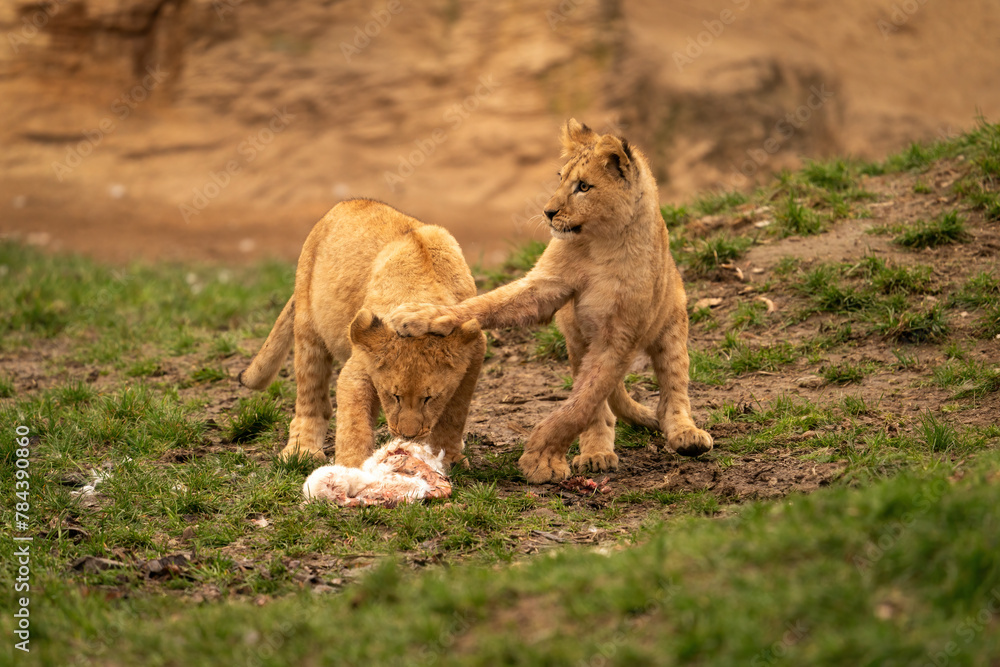 Barbary lion, North Africa, Atlas. This species of lion is already ...