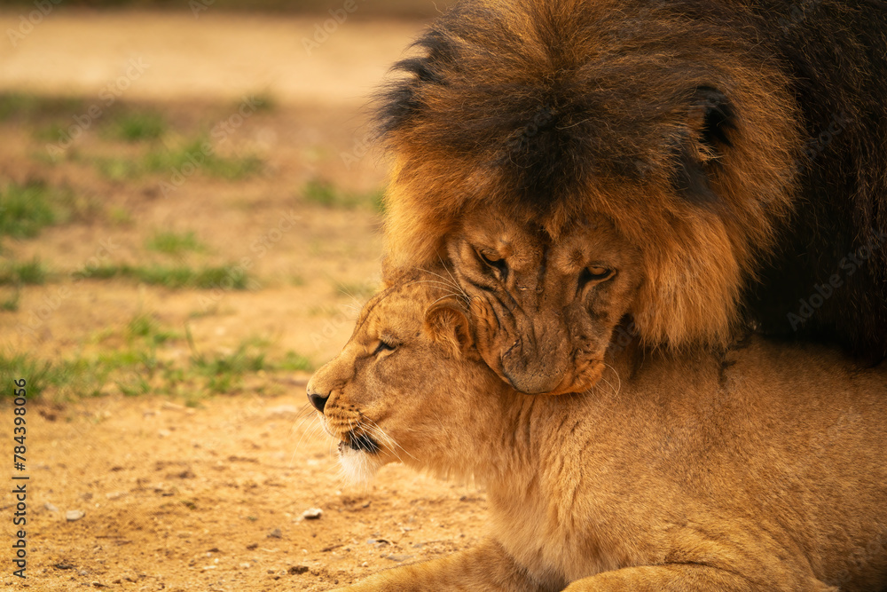 Barbary lion, North Africa, Atlas. This species of lion is already ...