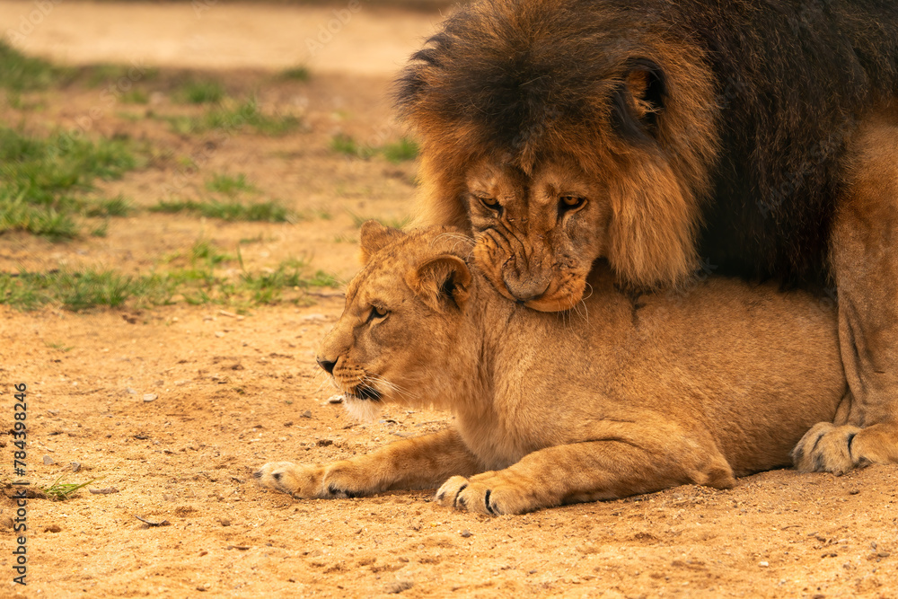 Barbary lion, North Africa, Atlas. This species of lion is already ...
